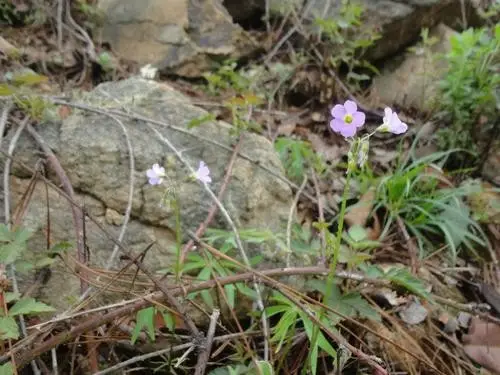 Acederilla (Oxalis decaphylla) - PictureThis