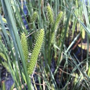 How to Grow and Care for Beaked sedge