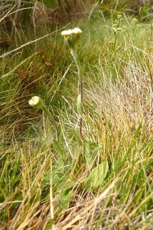 How to Grow and Care for Yellow billy-buttons