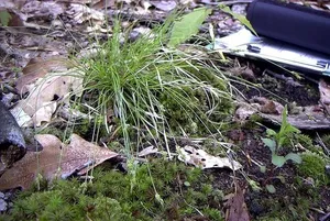 How to Prune Emmons's sedge