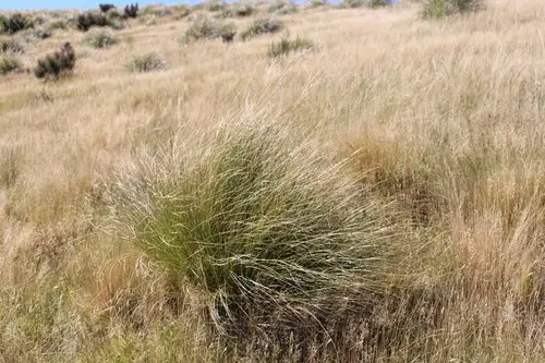 Chionochloa rigida 花言葉，毒性，よくある質問 - PictureThis