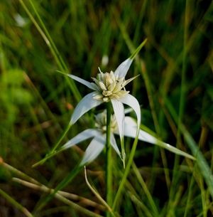 Capim-estrela (Rhynchospora colorata) - PictureThis