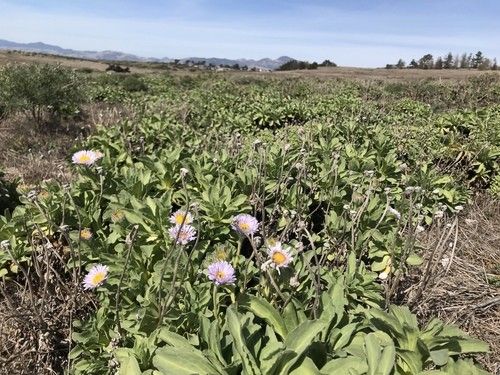 Is Seaside daisy Poisonous