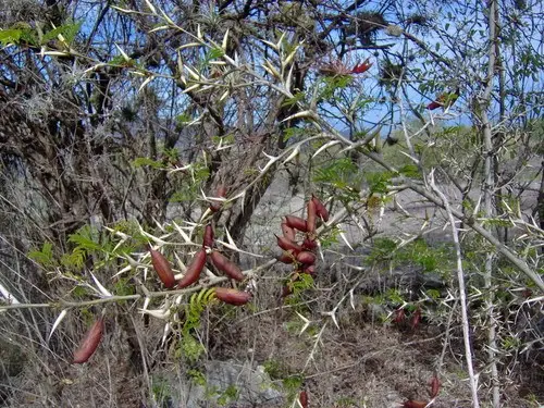Bullhorn acacia (Vachellia cornigera) Flower, Leaf, Care, Uses ...