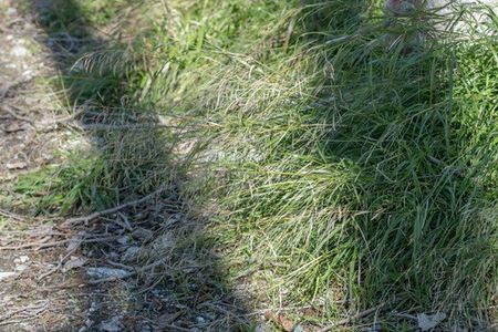 Smilo grass (Achnatherum miliaceum) - PictureThis