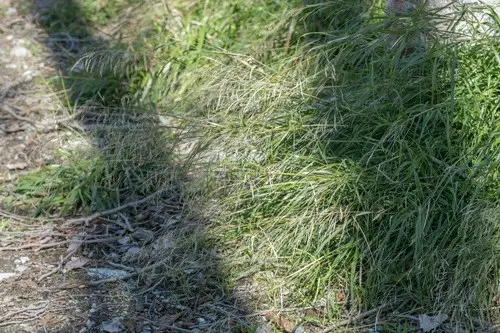 Lastón (Achnatherum miliaceum) - PictureThis