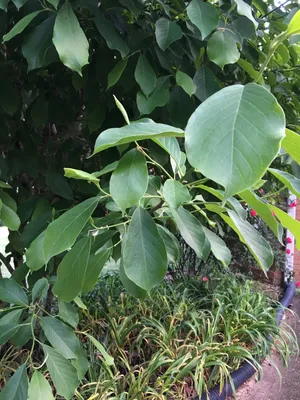 🍀 How to Grow and Care for Tienmu Magnolia