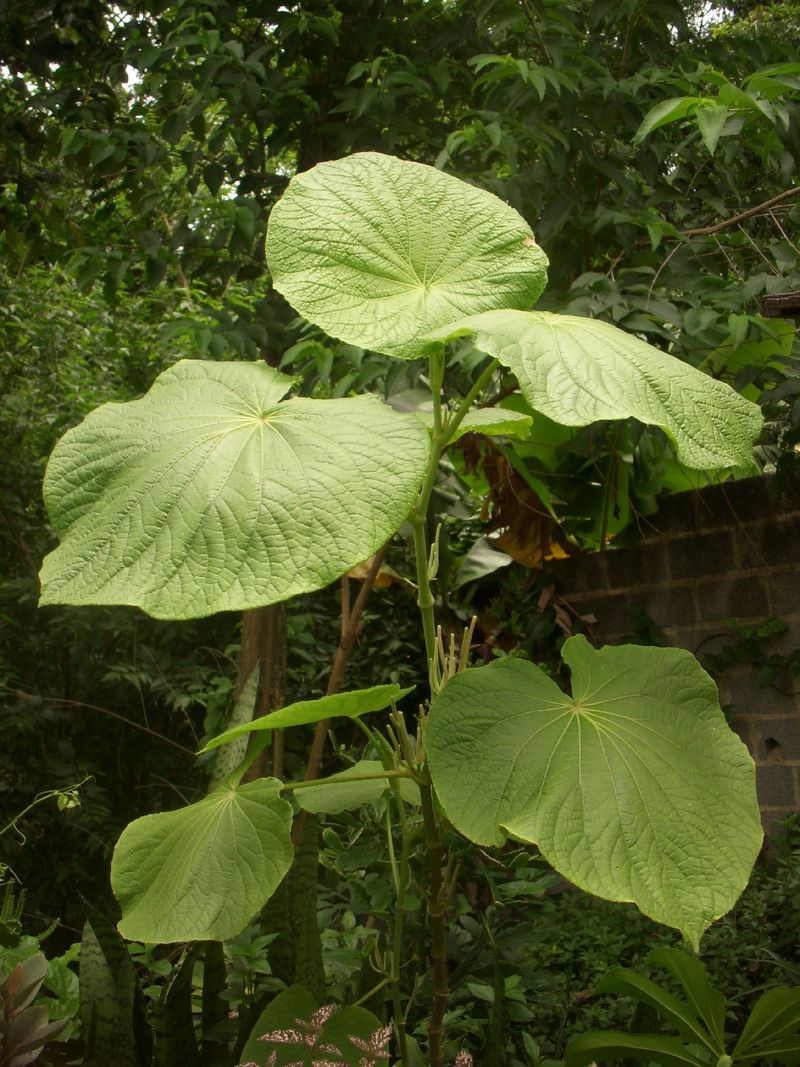 How Can Pariparoba Enhance Your Garden Landscape?