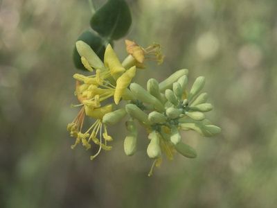 Lonicera interrupta - PictureThis