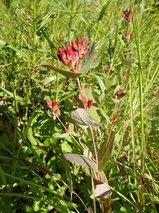 How to Prune Fraser's marsh St. John's wort