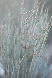 How to Prune Large sea grape