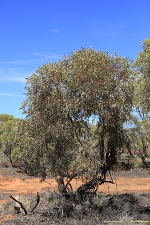 How to Grow and Care for Red mallee