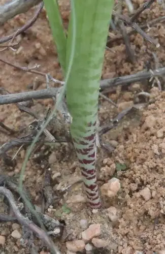 Lachenalia haarlemensis - PictureThis