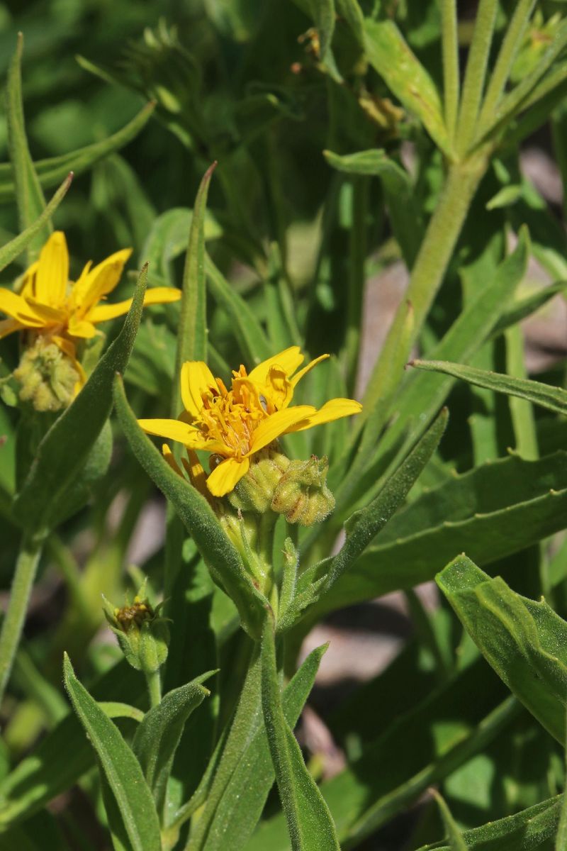 What Are Common Problems in Spearleaf arnica?