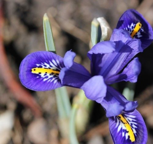 Is Netted iris Poisonous