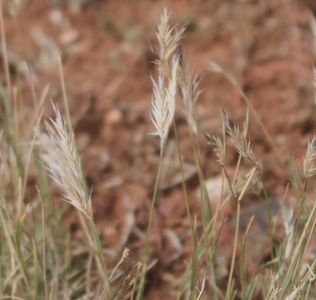 Navajita rastrera (Bouteloua repens) - PictureThis