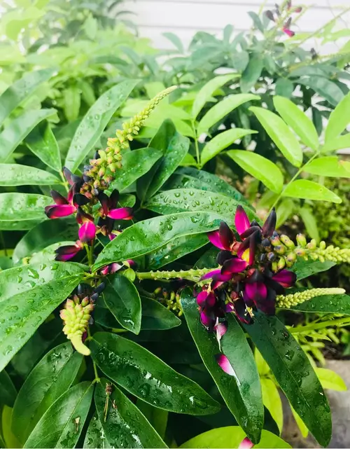 Callerya reticulata - PictureThis