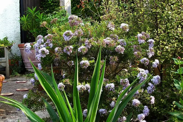 How to Plant and Grow Mexican false red yucca(Beschorneria yuccoides)