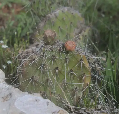 Nopal rastrero (Opuntia stenopetala) - PictureThis