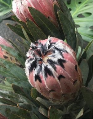 Arbusto de azúcar plateado (Protea roupelliae) - PictureThis