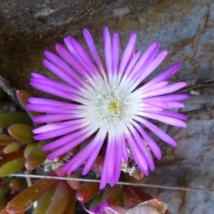 Purple dew-plant (Disphyma crassifolium) - PictureThis