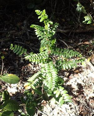 Zanthoxylum davyi - PictureThis
