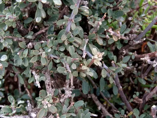 Trithorn (Rhigozum trichotomum) Flower, Leaf, Care, Uses - PictureThis