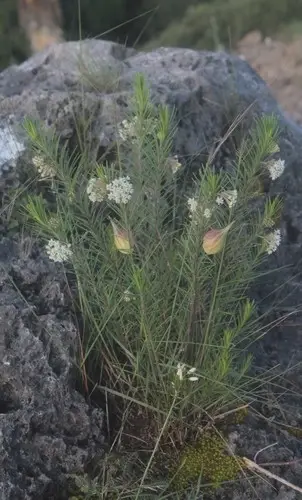 Pine-needle milkweed (Asclepias linaria) Flower, Leaf, Care, Uses ...