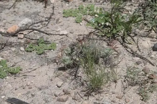 Grusonia schottii - PictureThis