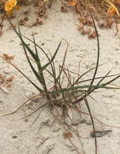 How to Prune Prickly drop-seed grass