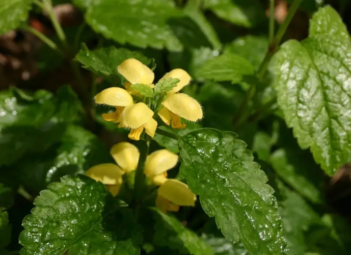 How to Plant and Grow Yellow archangel(Lamium galeobdolon)