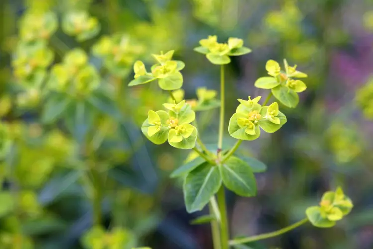 Peking spurge (Euphorbia pekinensis) Flower, Leaf, Care, Uses - PictureThis