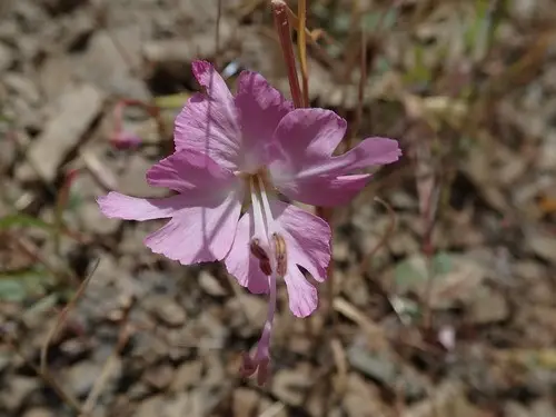 Clarkia breweri 照顧，種植，繁殖，開花時間 - PictureThis
