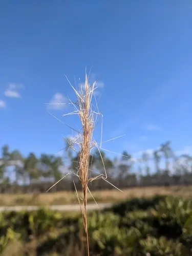 Aristida spiciformis - PictureThis