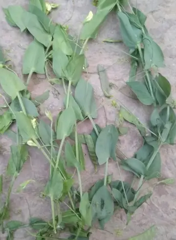 Afaca (Lathyrus aphaca) - PictureThis