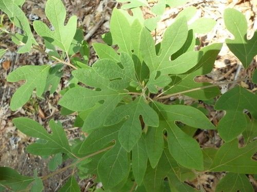Is Common sassafras Poisonous