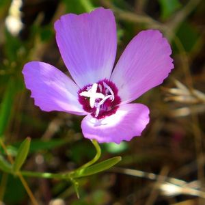 How to Grow and Care for Lewis' clarkia