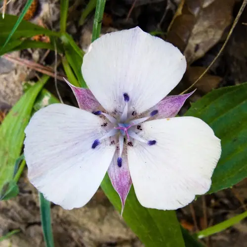 Calochortus umbellatus - PictureThis