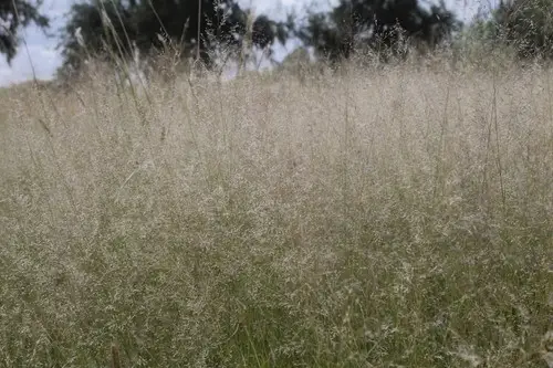 Zacate llanero (Eragrostis intermedia) - PictureThis