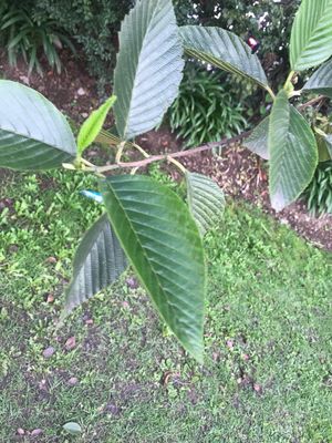 Aliso andino - Alnus acuminata (Taxonomía, Características ...