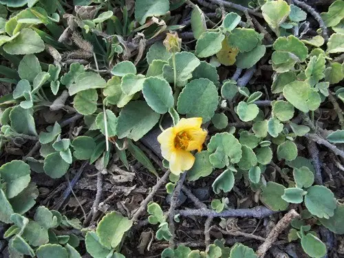 Sida fallax - PictureThis