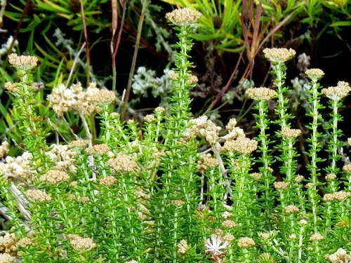 Metalasia densa - PictureThis