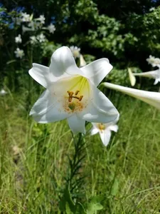 How to Propagate Philippine lily