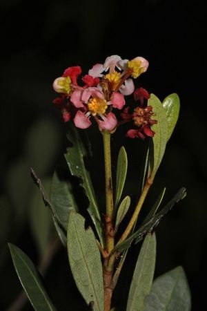 Long key locustberry (Byrsonima lucida) - PictureThis