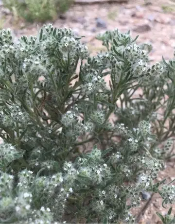 Basin cryptantha (Cryptantha ambigua) Flower, Leaf, Care, Uses ...