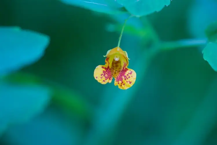 How to Plant and Grow Spotted touch-me-not(Impatiens capensis)