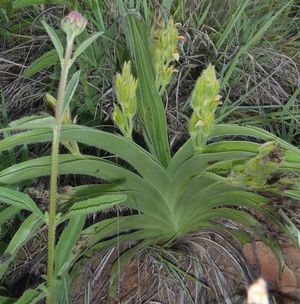 African potato (Hypoxis hemerocallidea) - PictureThis