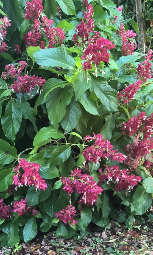 How to Plant and Grow Brazilian red-cloak(Megaskepasma erythrochlamys)