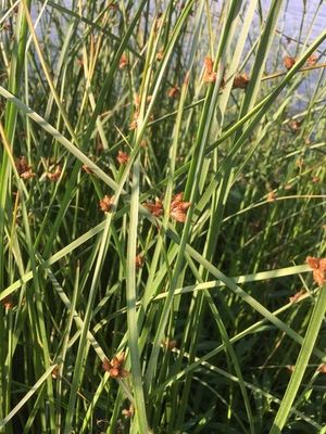 Common three-square (Schoenoplectus pungens) - PictureThis