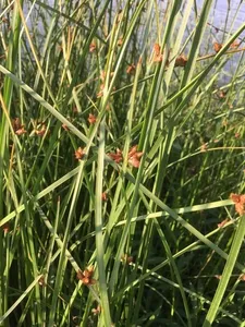 How to Propagate Common three-square